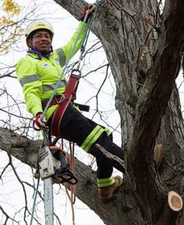 Precise Tree Care – Specializing In All Your Tree Care Needs
